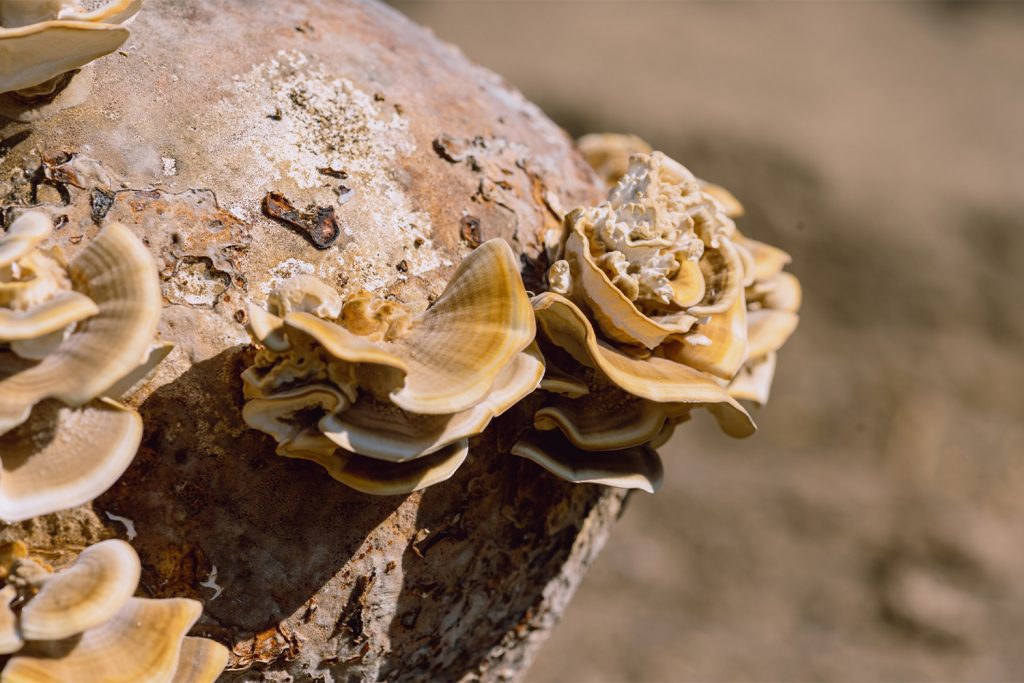 Nour Mobarak: Movements of Spheres for a Hybrid Economy of Desire ...